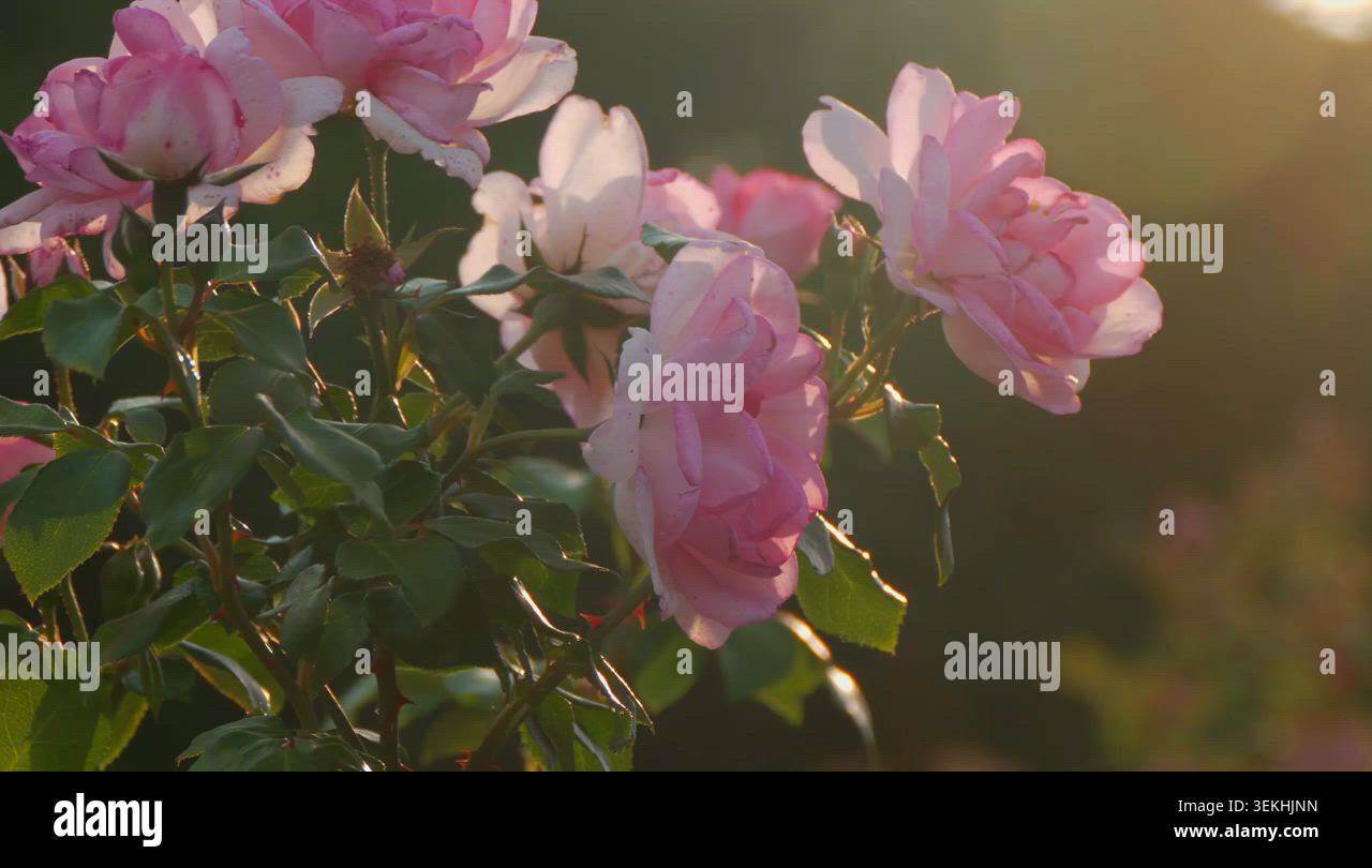 Summer nature garden rose flower Stock Video Footage - Alamy