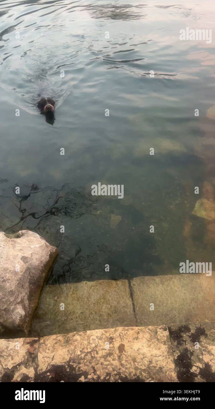 Dog Swimming in Clear Water Stock Video Footage - Alamy