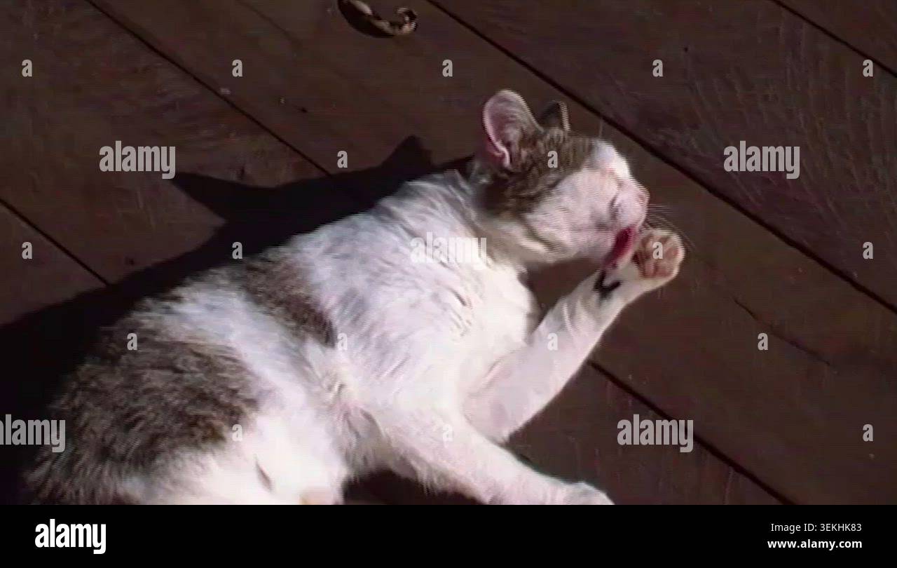 Cute cat licking its paw Stock Video Footage - Alamy