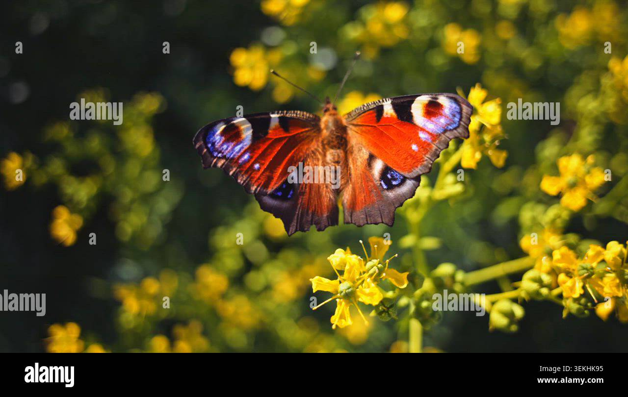 Summer nature butterfly Stock Video Footage - Alamy