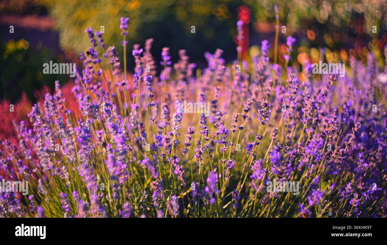 Summer nature lavender flower Stock Video Footage - Alamy