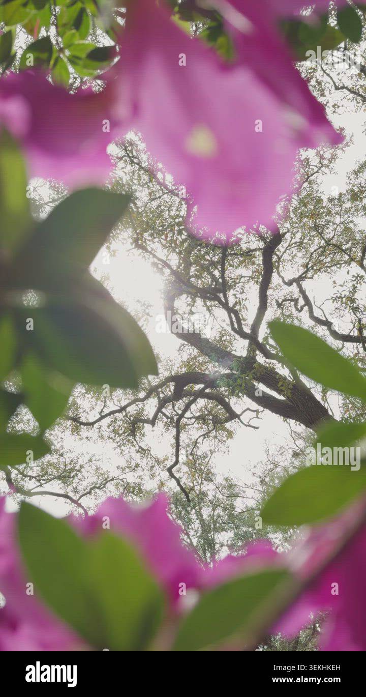 POV Spring Flowers and Sky Stock Video Footage - Alamy