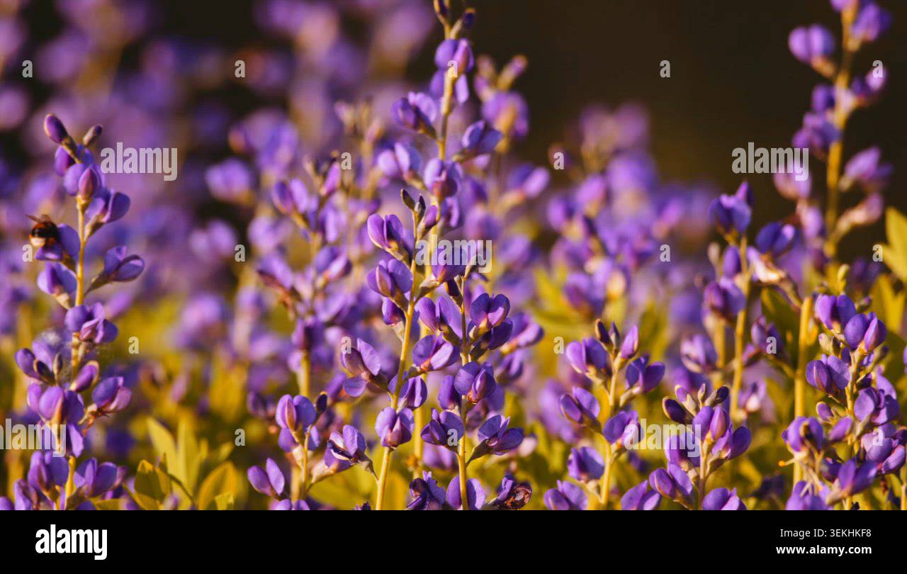 Flowers bloom summer nature Stock Video Footage - Alamy