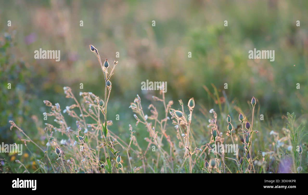 Wild flowers summer nature Stock Video Footage - Alamy