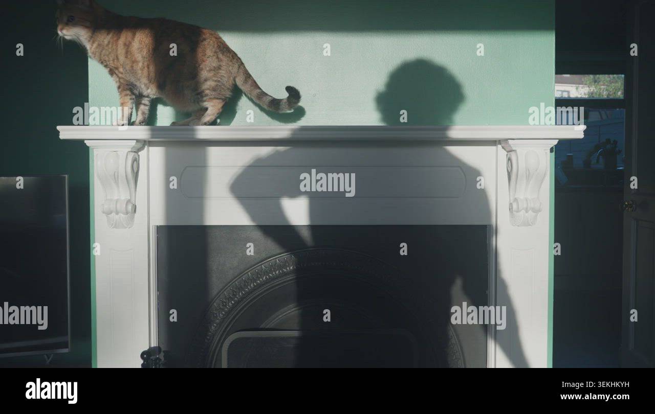 Cat Walks on Fireplace white Shadow of a man is stretching Stock Video ...