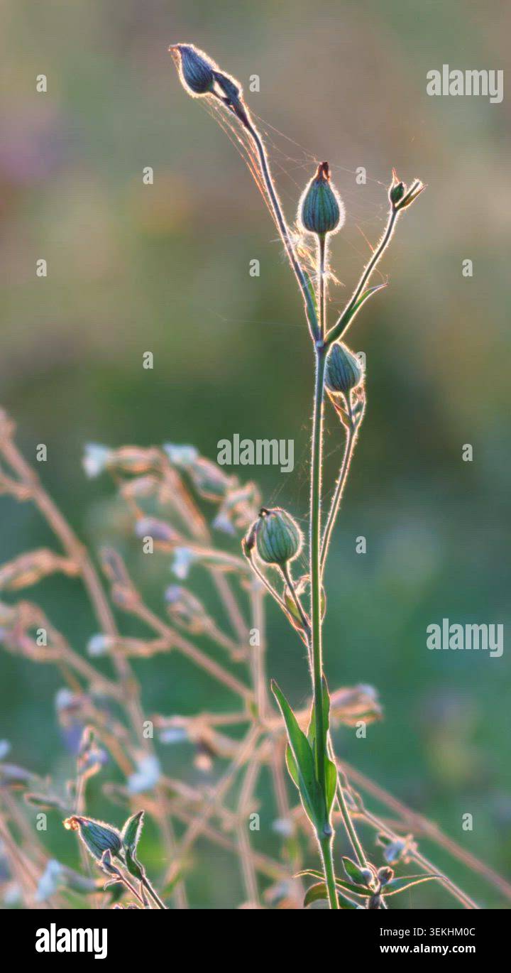 Wild flowers summer nature Stock Video Footage - Alamy