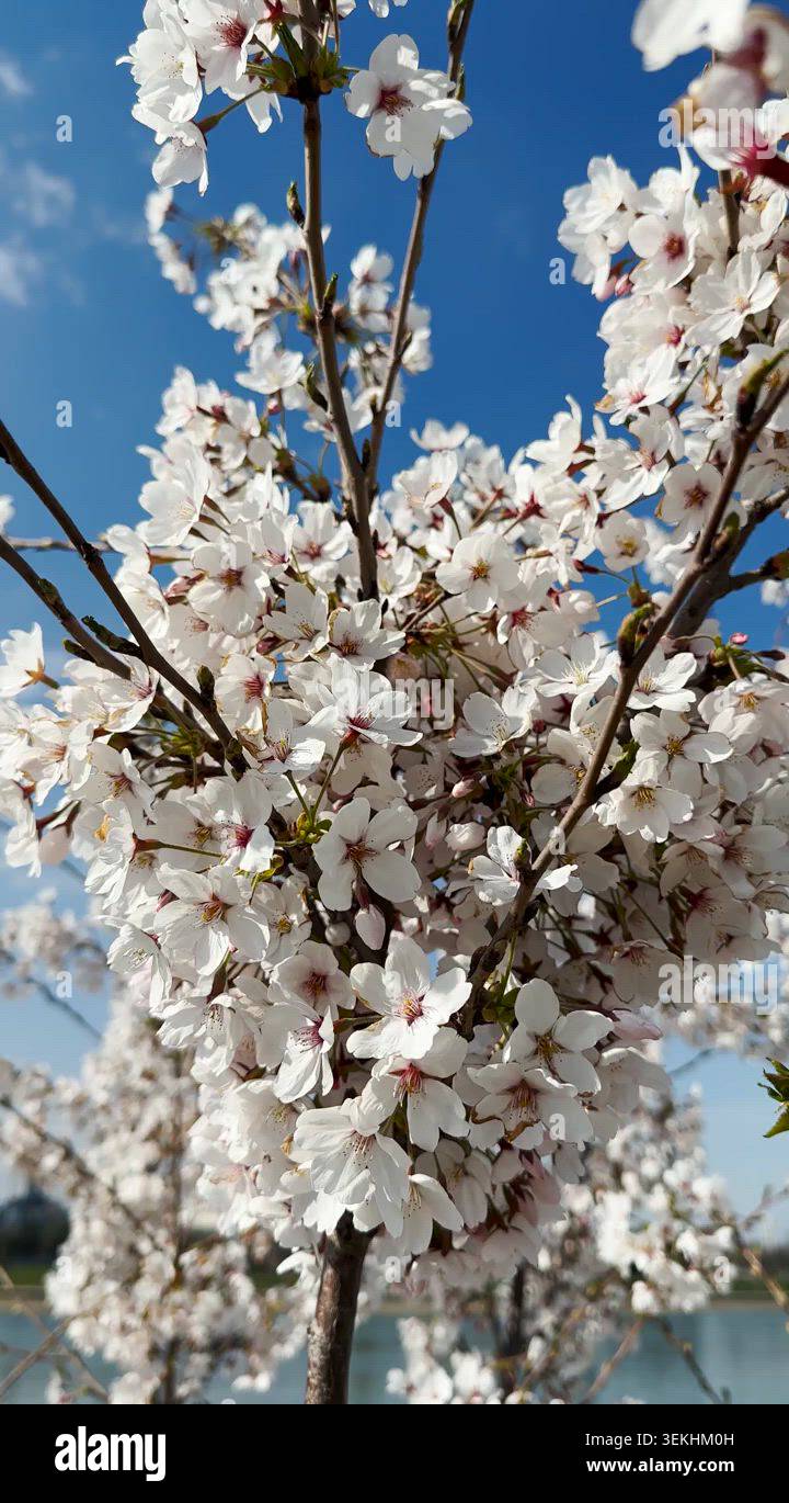 White flower tree spring blossom Stock Video Footage - Alamy