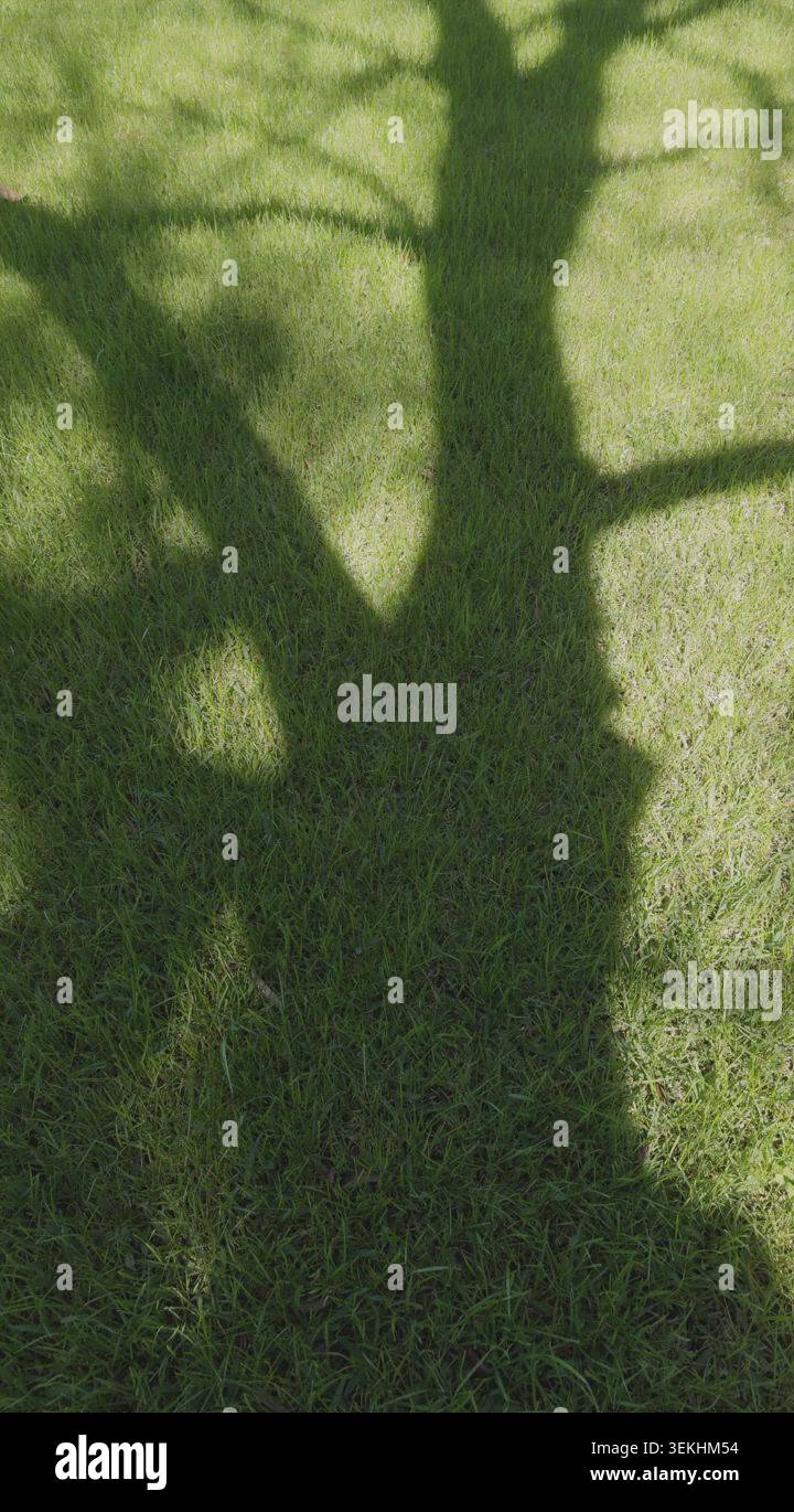 Tree Nature Shadows Green Grass Stock Video Footage - Alamy
