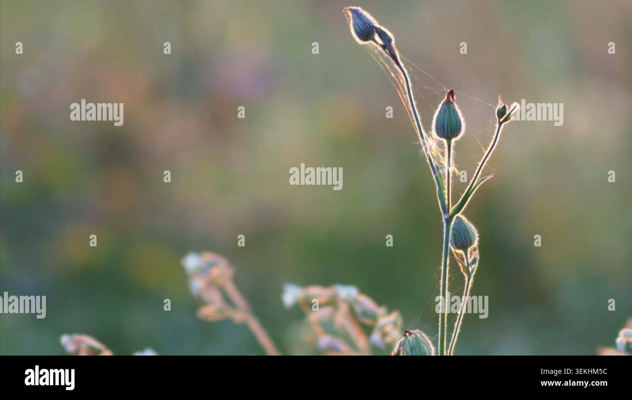 Wild flowers summer nature Stock Video Footage - Alamy