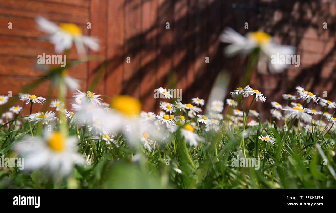 Low Angle Daisies in Grass with Wooden Background Stock Video Footage ...