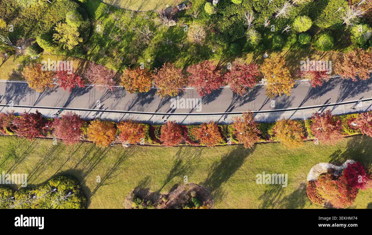 geometric park with colorful autumn trees Stock Video Footage - Alamy