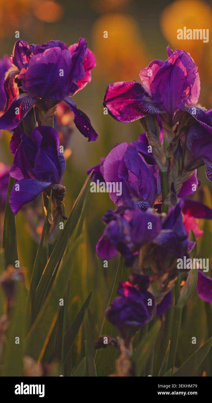 Iris spring flowers nature Stock Video Footage - Alamy