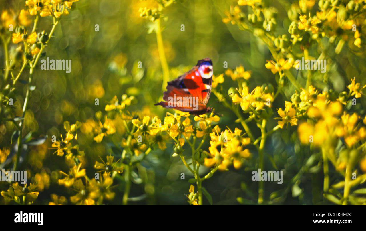 Summer nature butterfly Stock Video Footage - Alamy