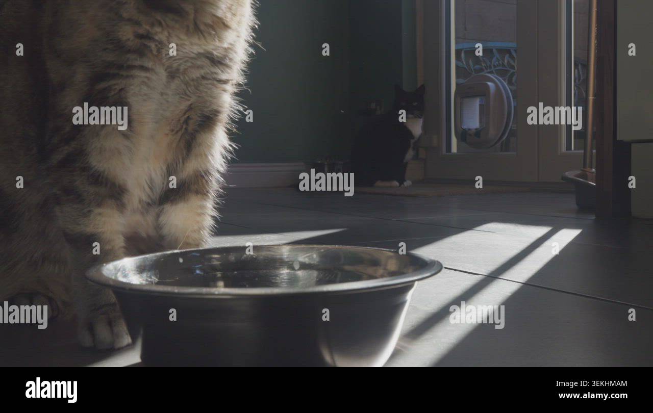 Pet Cat Waits for Food in Bright Kitchen During Morning Hours Stock ...