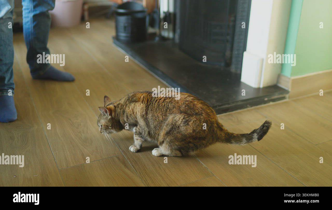 Training a Cat With Clicker and Treats in the House. Fist-Bump Stock ...
