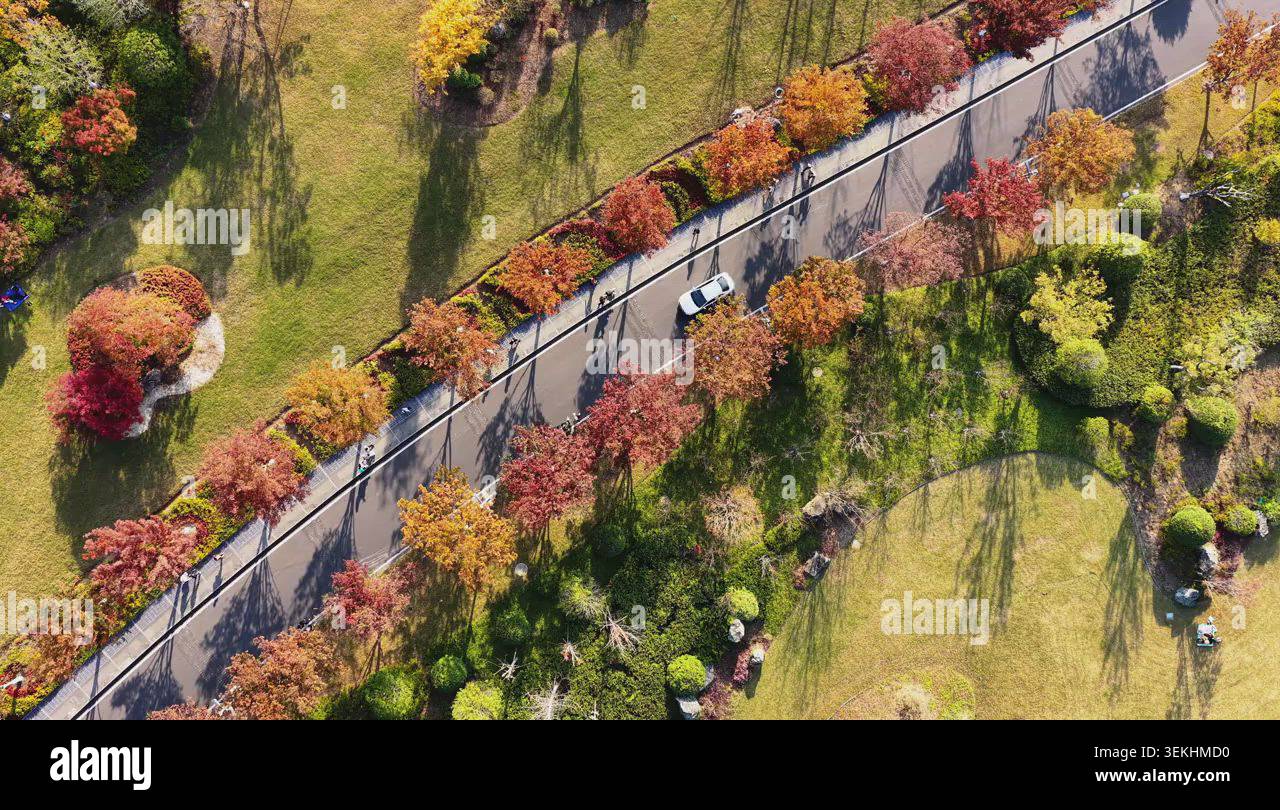 geometric park with colorful autumn trees Stock Video Footage - Alamy