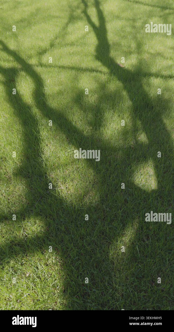 Tree Nature Shadows Green Grass Stock Video Footage - Alamy
