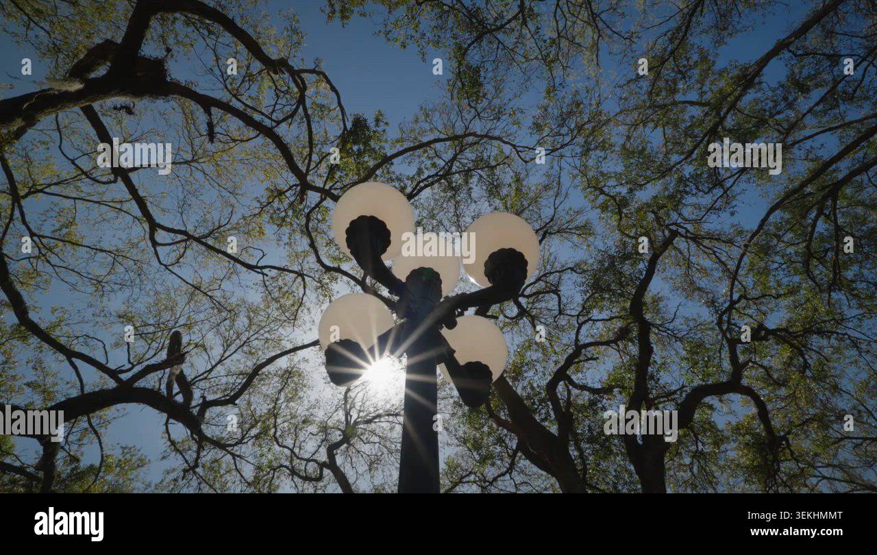 Trees and lens flare video Stock Video Footage - Alamy