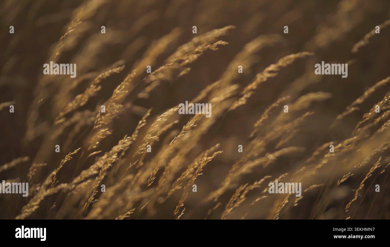 Wild Gras Sways in Sunset Breeze in Field During Golden Hour Stock ...