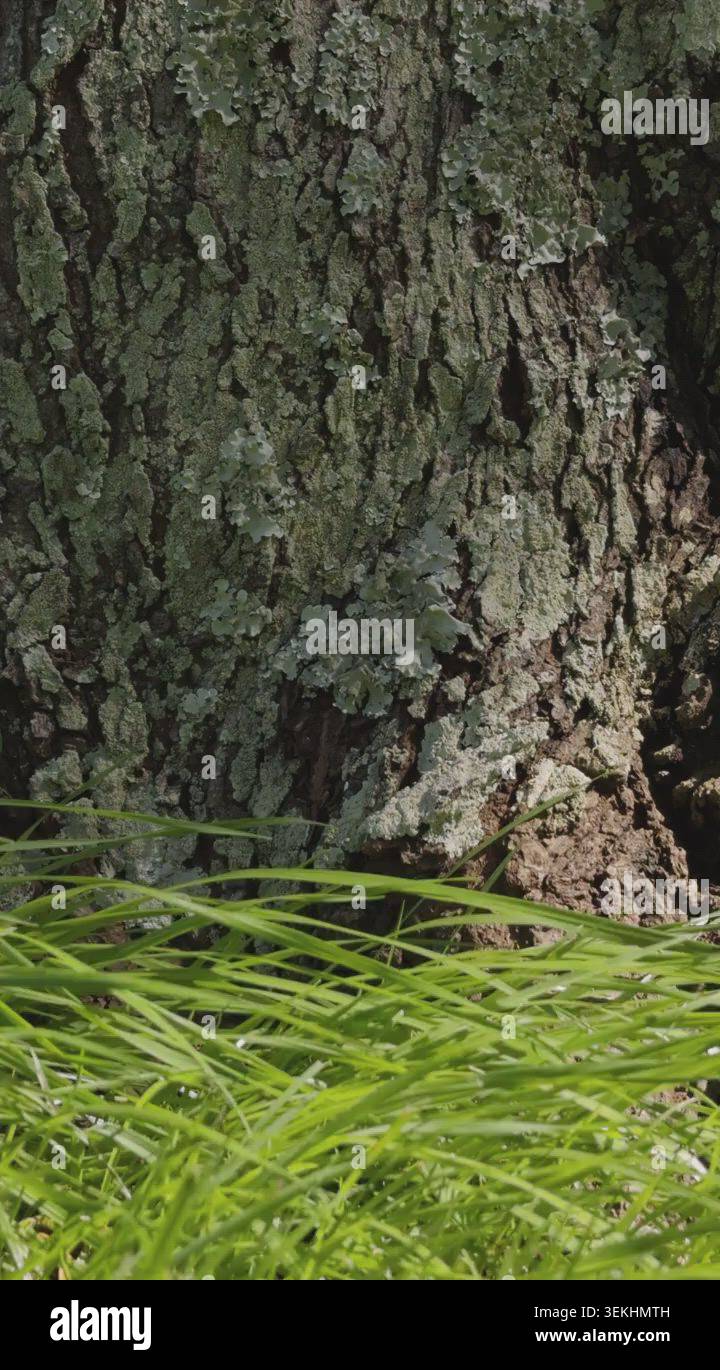 Green Grass Tree Bark Nature Copyspace Stock Video Footage - Alamy