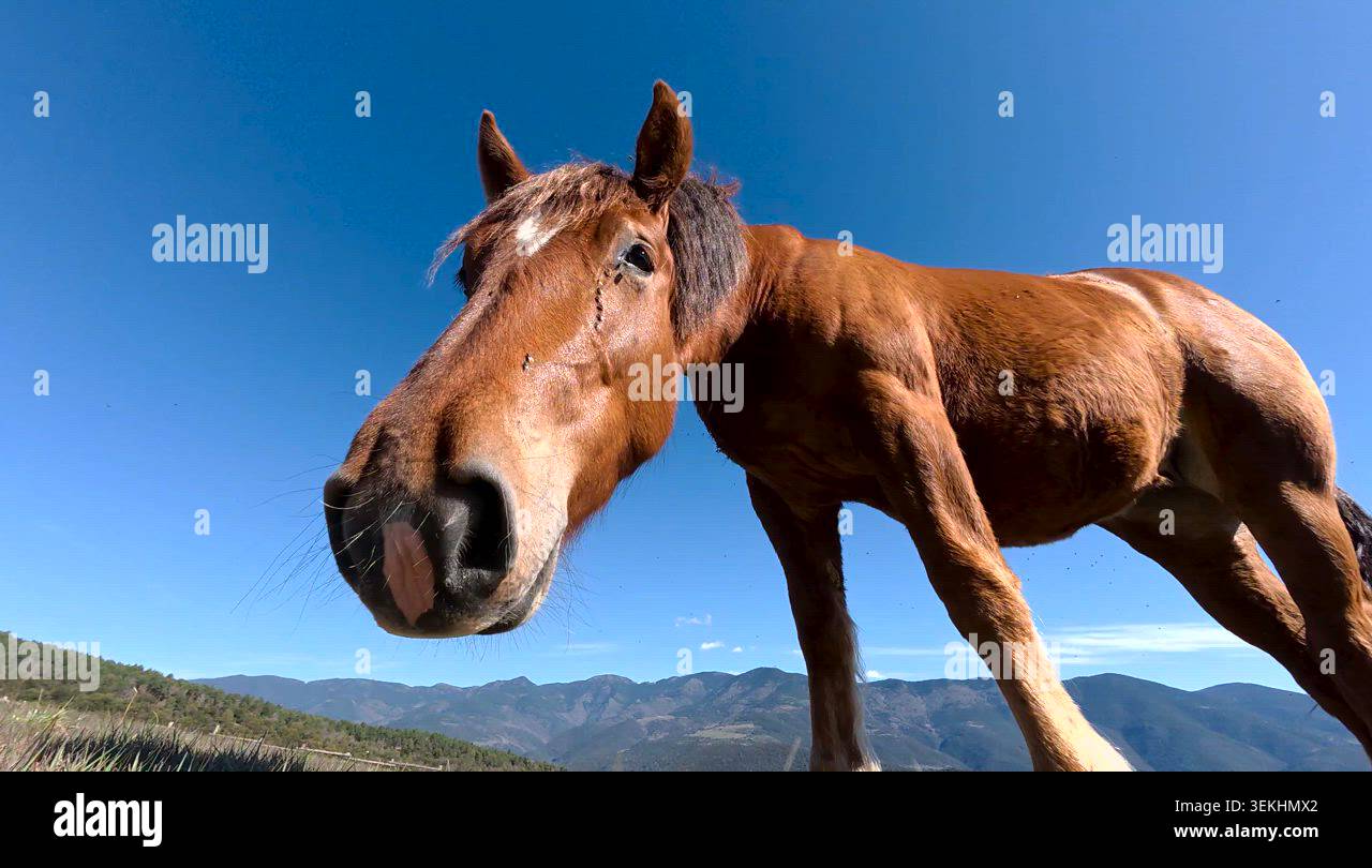 Close-up of hand as horse sniffs with curiosity Stock Video Footage - Alamy