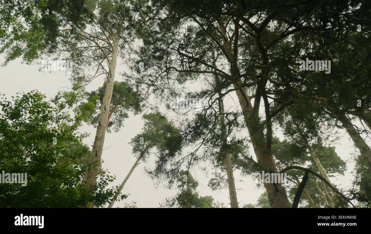 Tall Trees Reach Towards Gray Sky in Dense Foggy Forest Stock Video ...