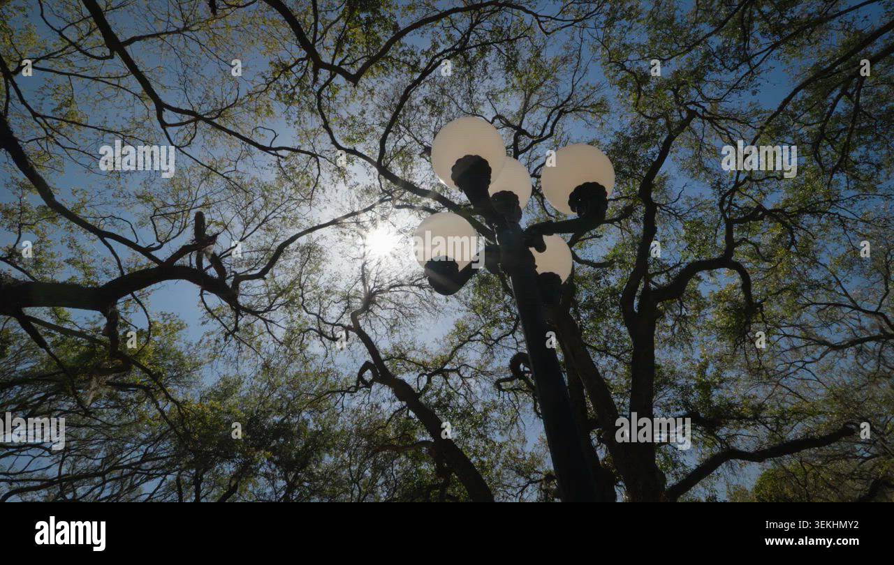 Trees and lens flare video Stock Video Footage - Alamy