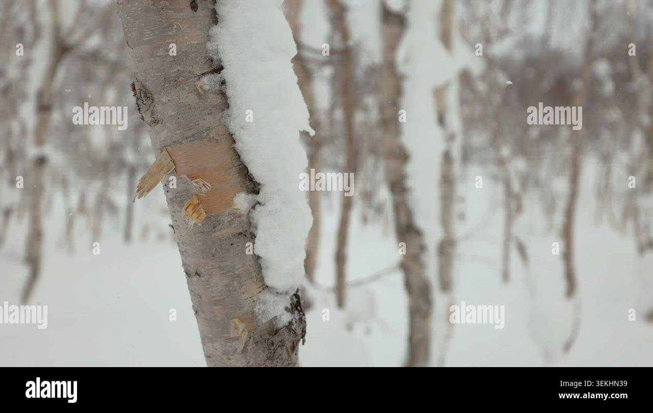 Snowing in the japanese mountains Stock Video Footage - Alamy