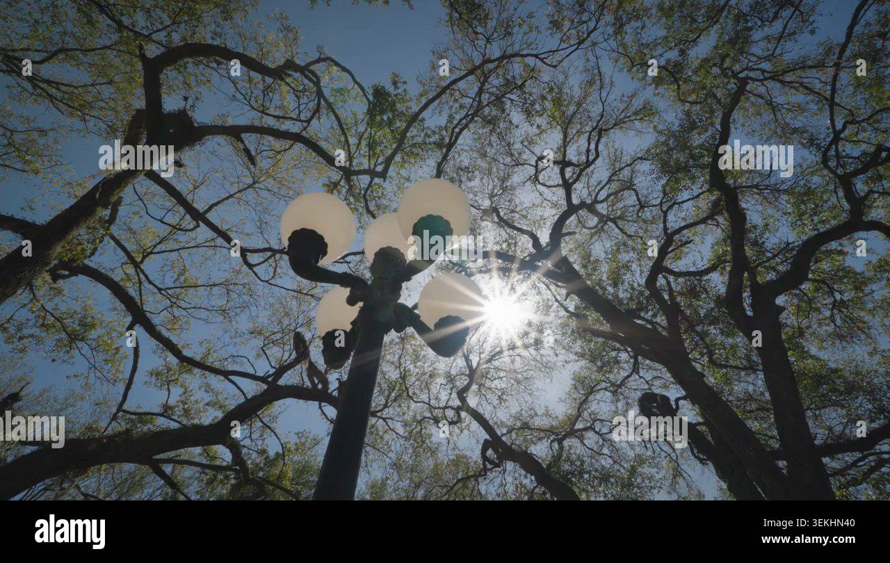 Trees and lens flare video Stock Video Footage - Alamy