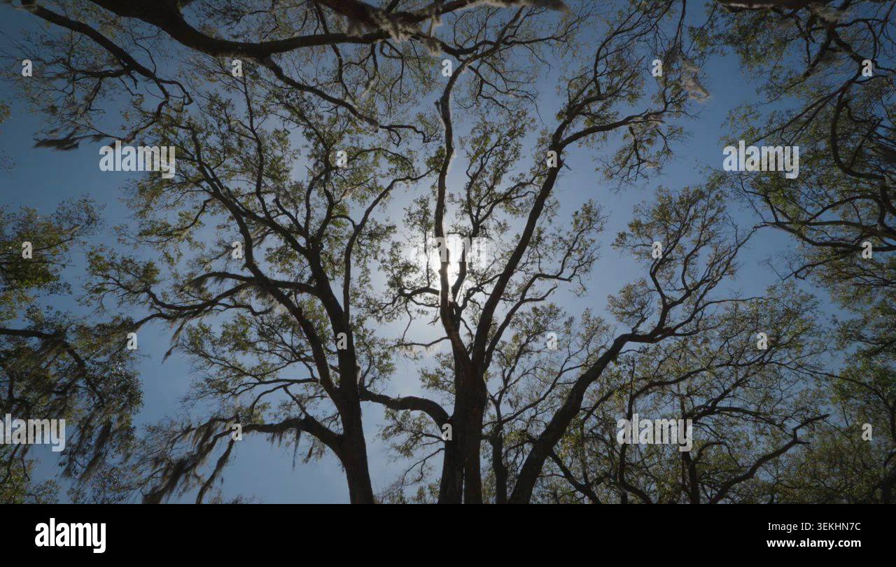 Trees and lens flare video Stock Video Footage - Alamy