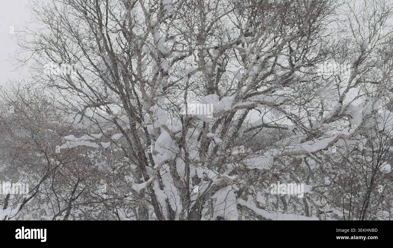 Snowing in the japanese mountains Stock Video Footage - Alamy