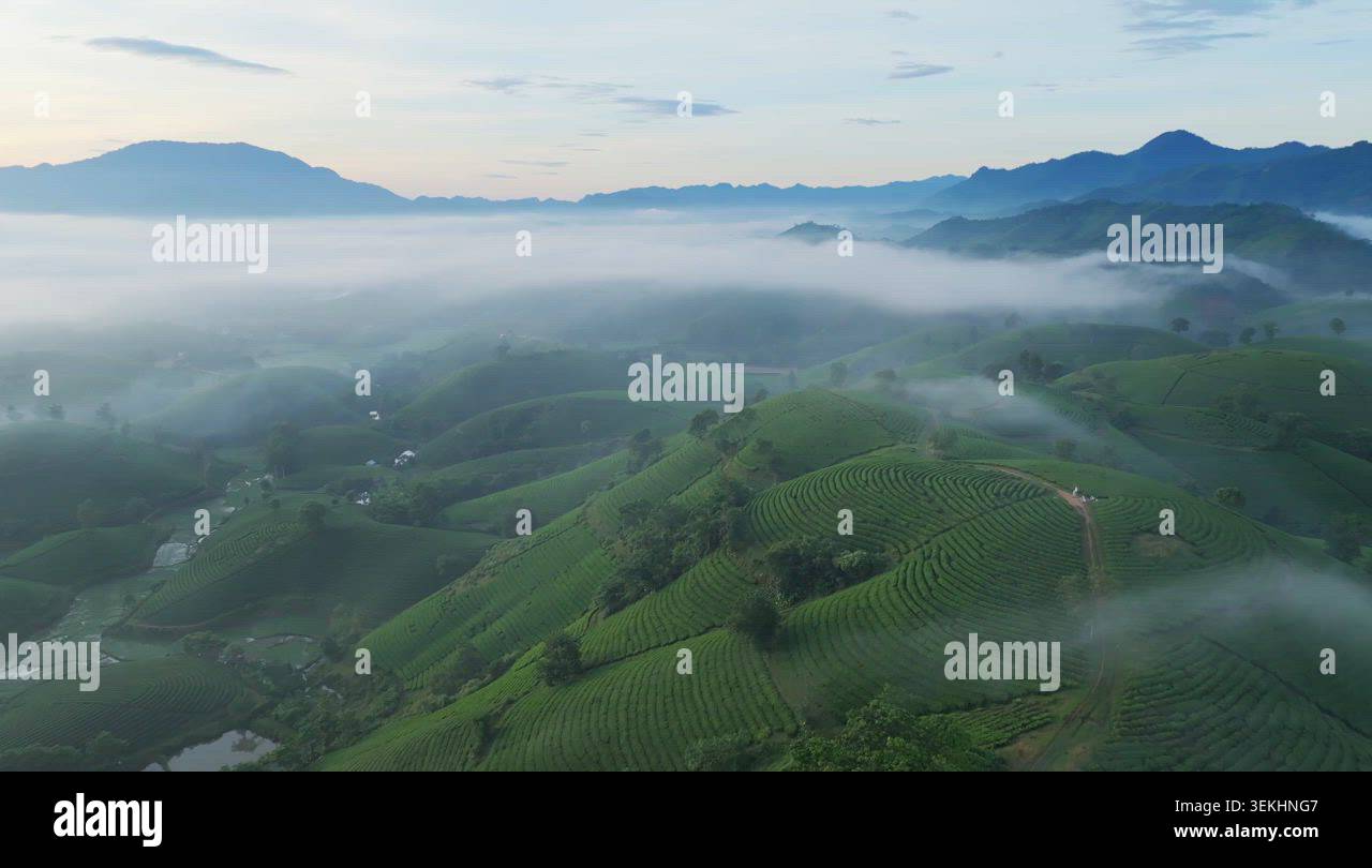 Fog Over Tea Hills Stock Video Footage - Alamy