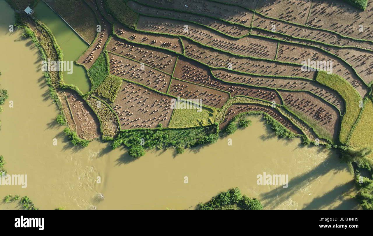 Geometric rice field patterns Stock Video Footage - Alamy