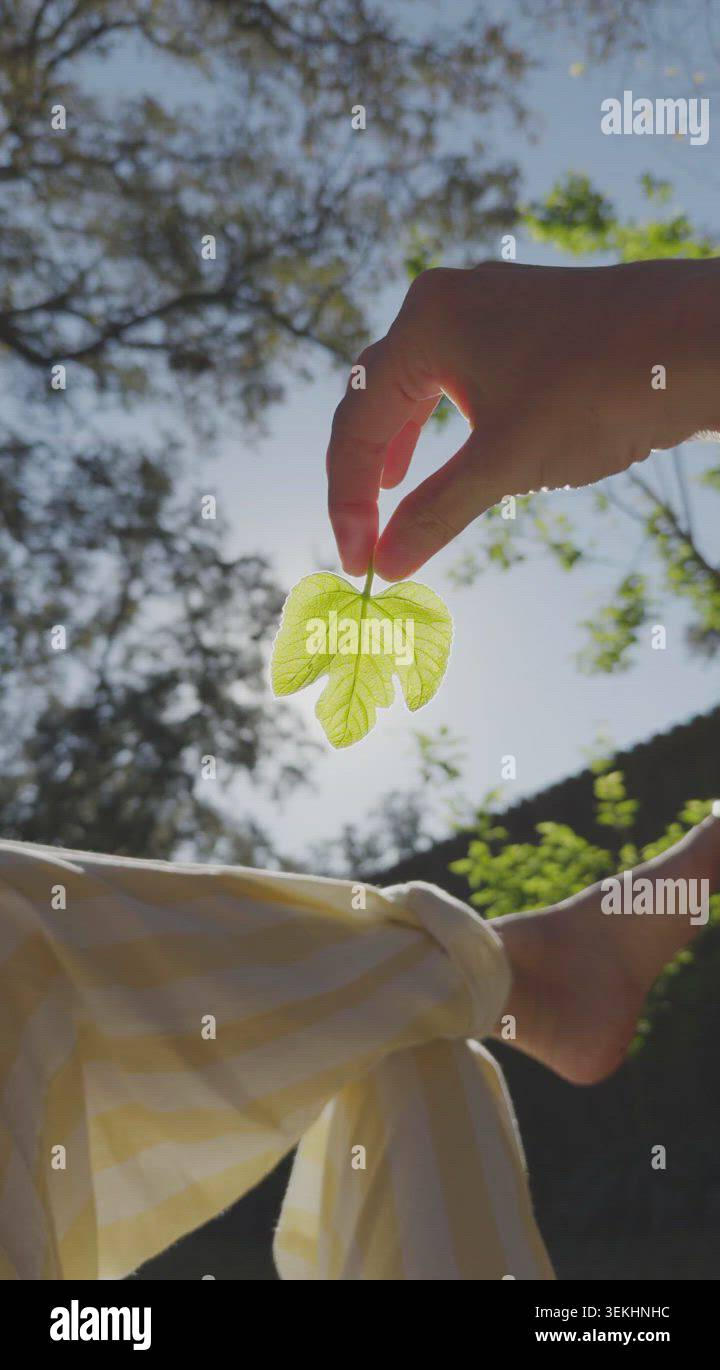 POV Hand Holding Green Leaf Sunlight Nature Stock Video Footage - Alamy