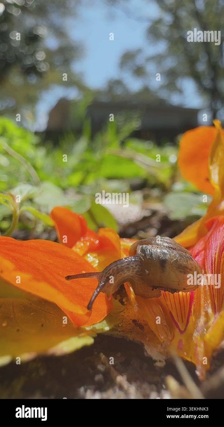 Snail on Spring Flower in Nature Stock Video Footage - Alamy
