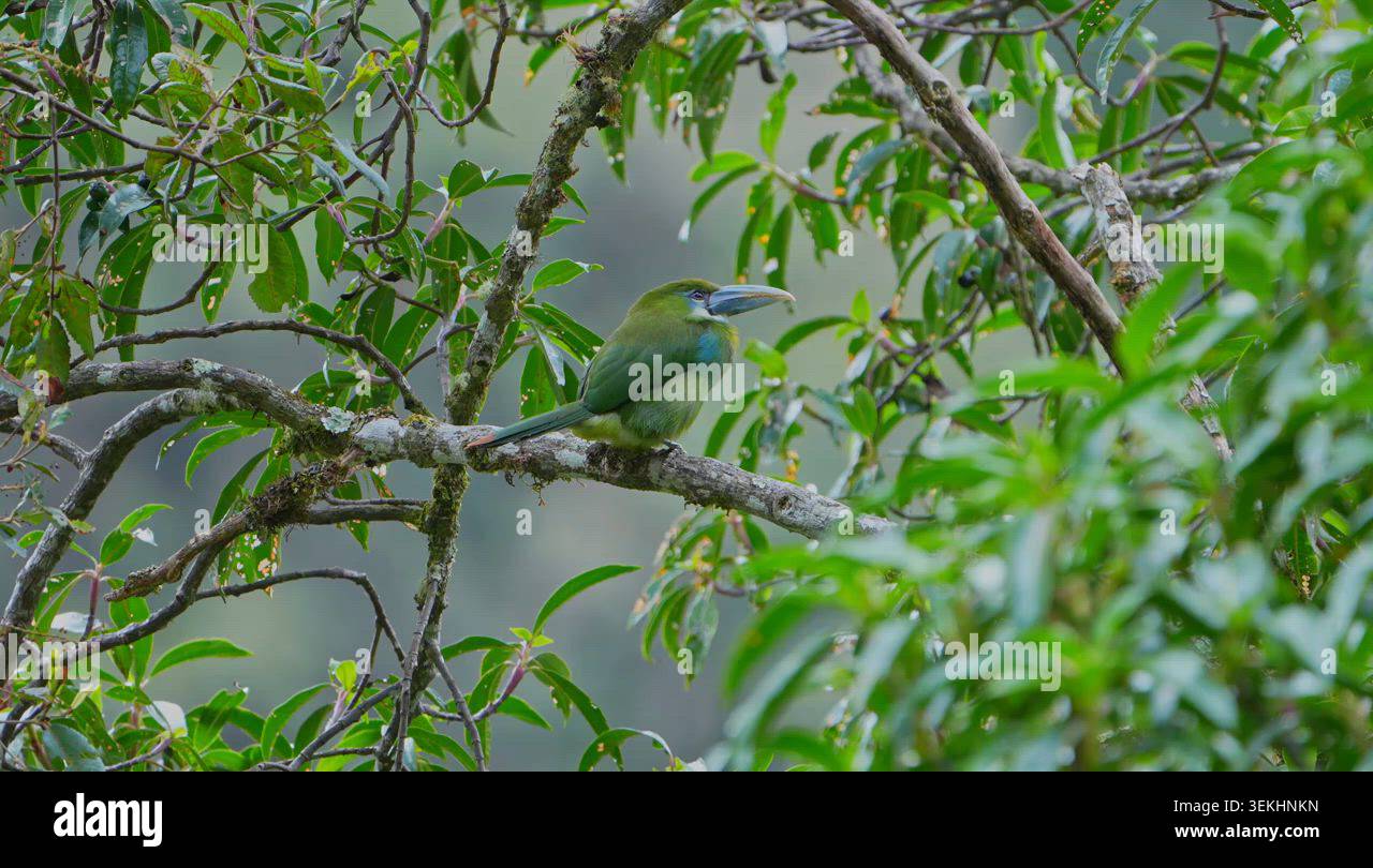 Blue-banded Toucanet Bird Gulping Stock Video Footage - Alamy