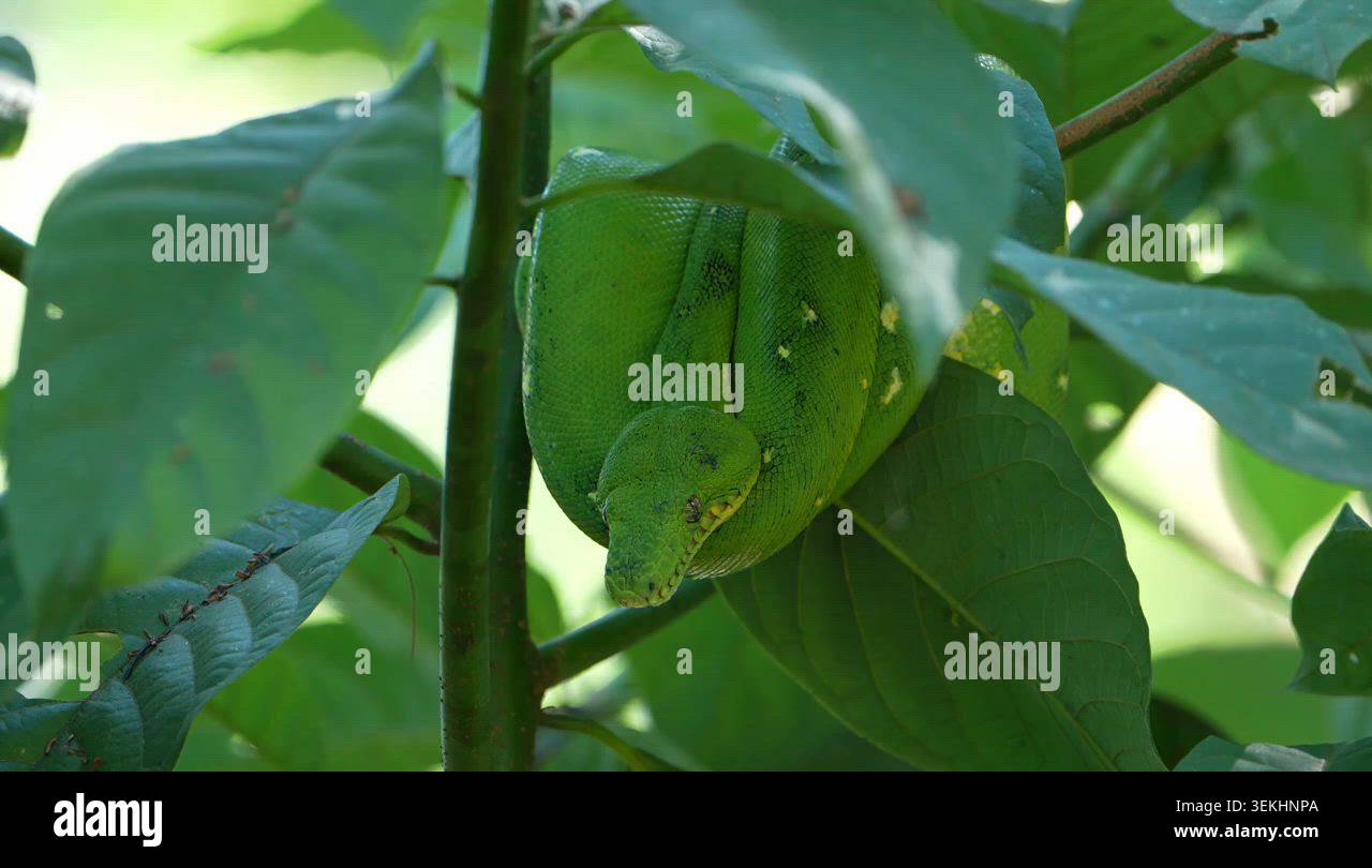 Emerald tree boa Stock Video Footage - Alamy