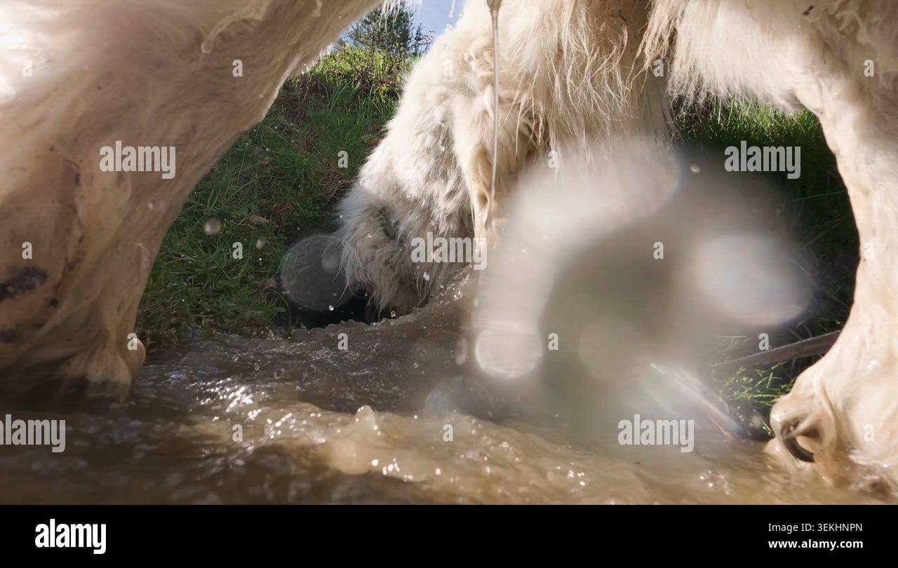 Pyrenean Mastiff digging in mountain spring water Stock Video Footage ...