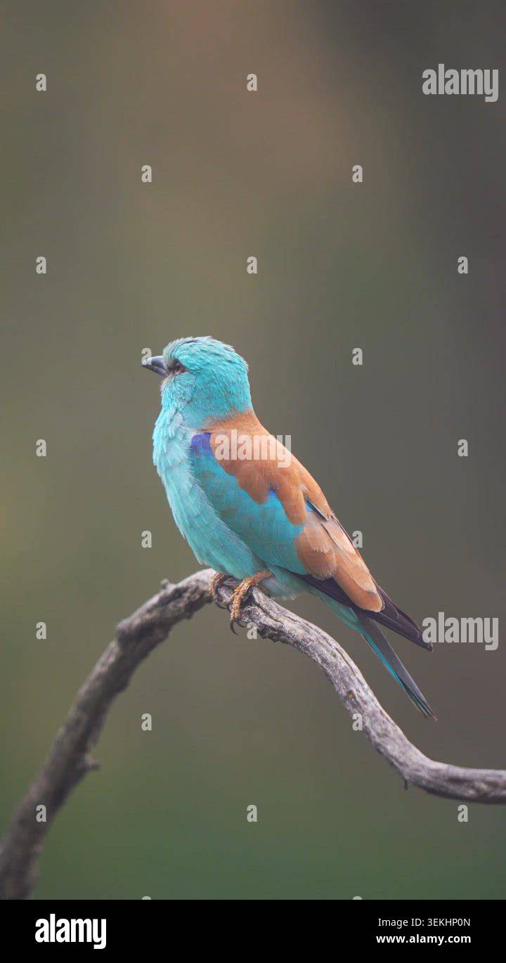 European Roller Standing On Tree Branch Stock Video Footage - Alamy