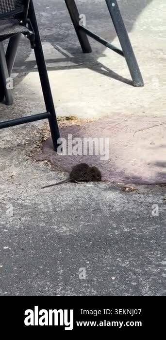 A street mouse eats ants on the street, a mouse and infection in the ...