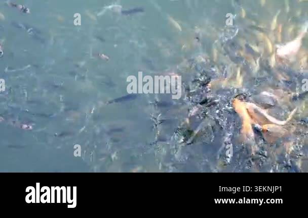 a group of koi fish being fed in a fish pond Stock Video Footage - Alamy