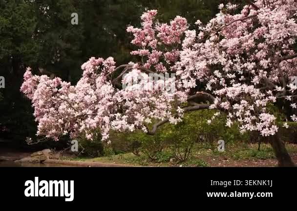 Flowering tree covered with pink blossoms. Branches gently moving in an ...