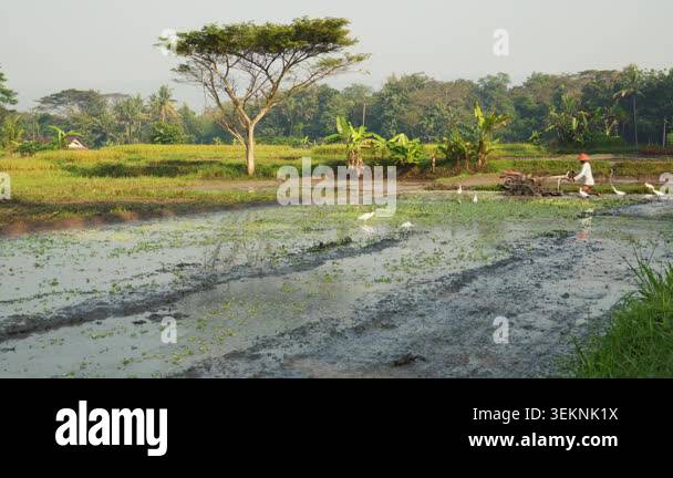 Agricultural vehicle moving across muddy field with birds nearby in ...