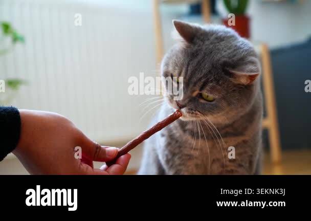 Close-up of a cat biting a stick-shaped treat held by a hand indoors ...