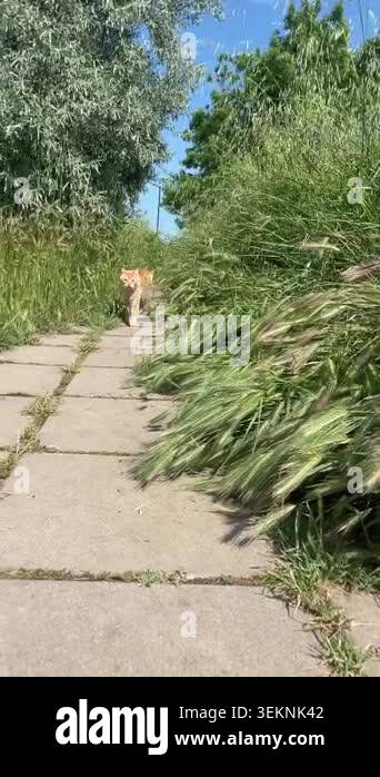 Vertical 4K video of a cute ginger cat running along an outdoor street ...