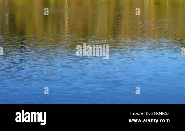 Rippling water surface with reflected trees and vegetation. Small waves ...