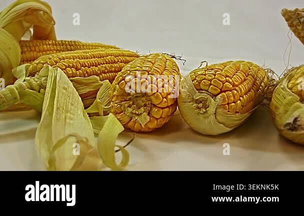 Fresh sweet corn wrapped in a green husk Stock Video Footage - Alamy