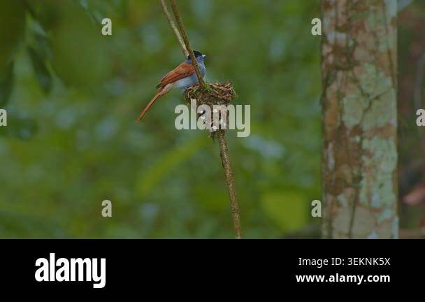 Female paradise flycatcher caring for chicks in the nest Stock Video ...