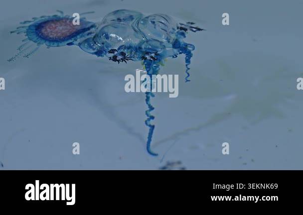 Blue dragon sea slug drifting in the ocean Stock Video Footage - Alamy