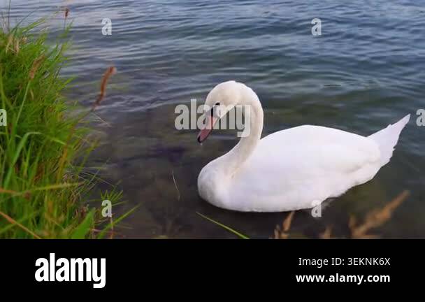White swan swims slowly near the shoreline in clear water with grass ...